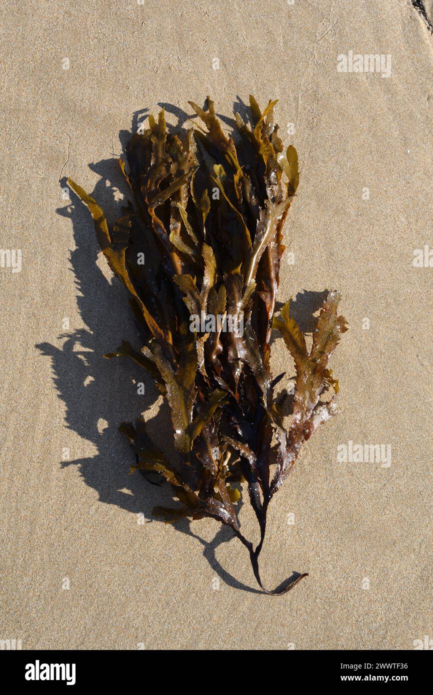 Black wrack, Toothed wrack, Serrated wrack, Saw Wrack (Fucus serratus ...