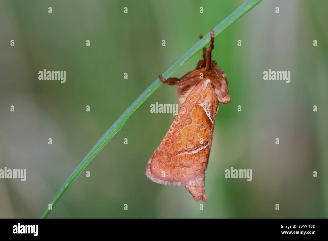 Orange Swift (Triodia sylvina, Triodia reducta, Triodia pallida ...