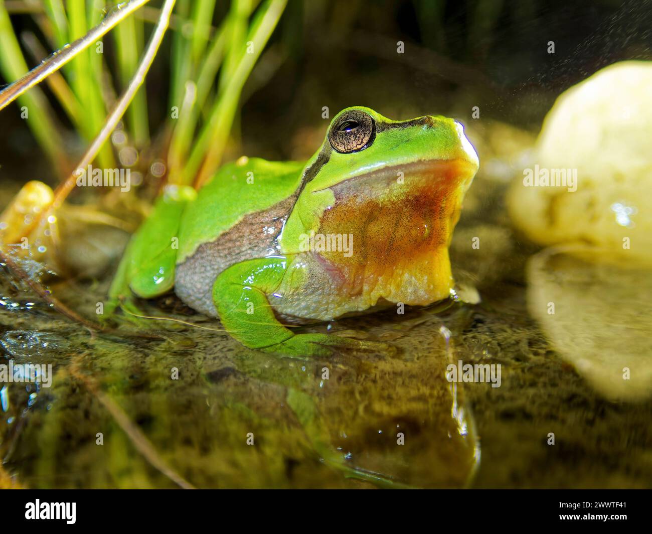 European Treefrog Common Treefrog Central European Treefrog Hyla Arborea Sittinf In Shallow