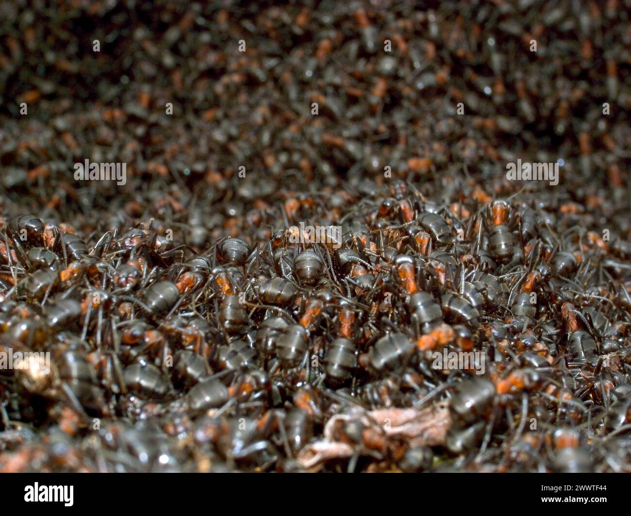 small red wood ant (Formica polyctena), anthill, Germany Stock Photo ...