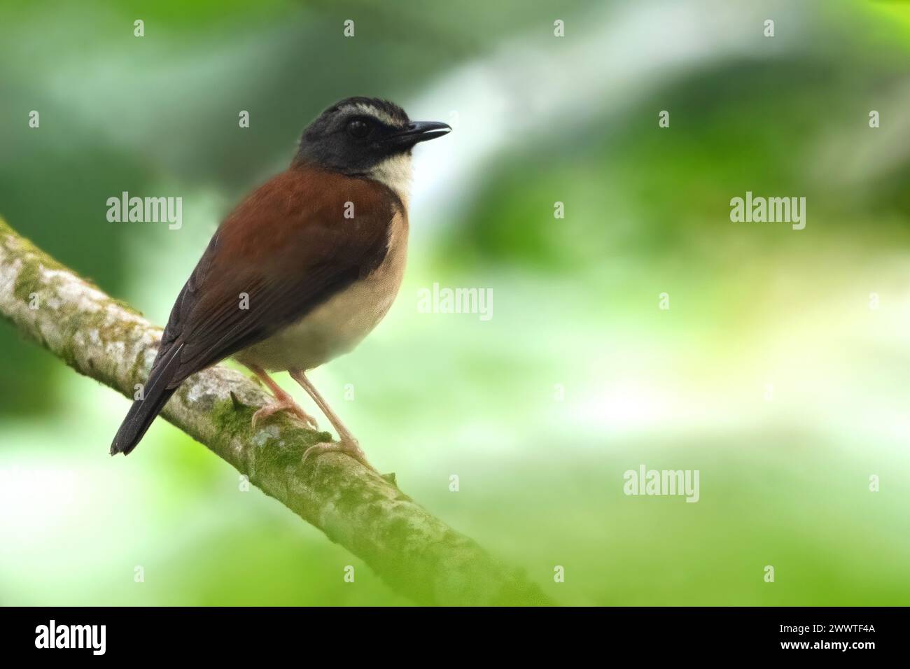 brown-chested alethe (Chamaetylas poliocephala, Alethe poliocephala ...