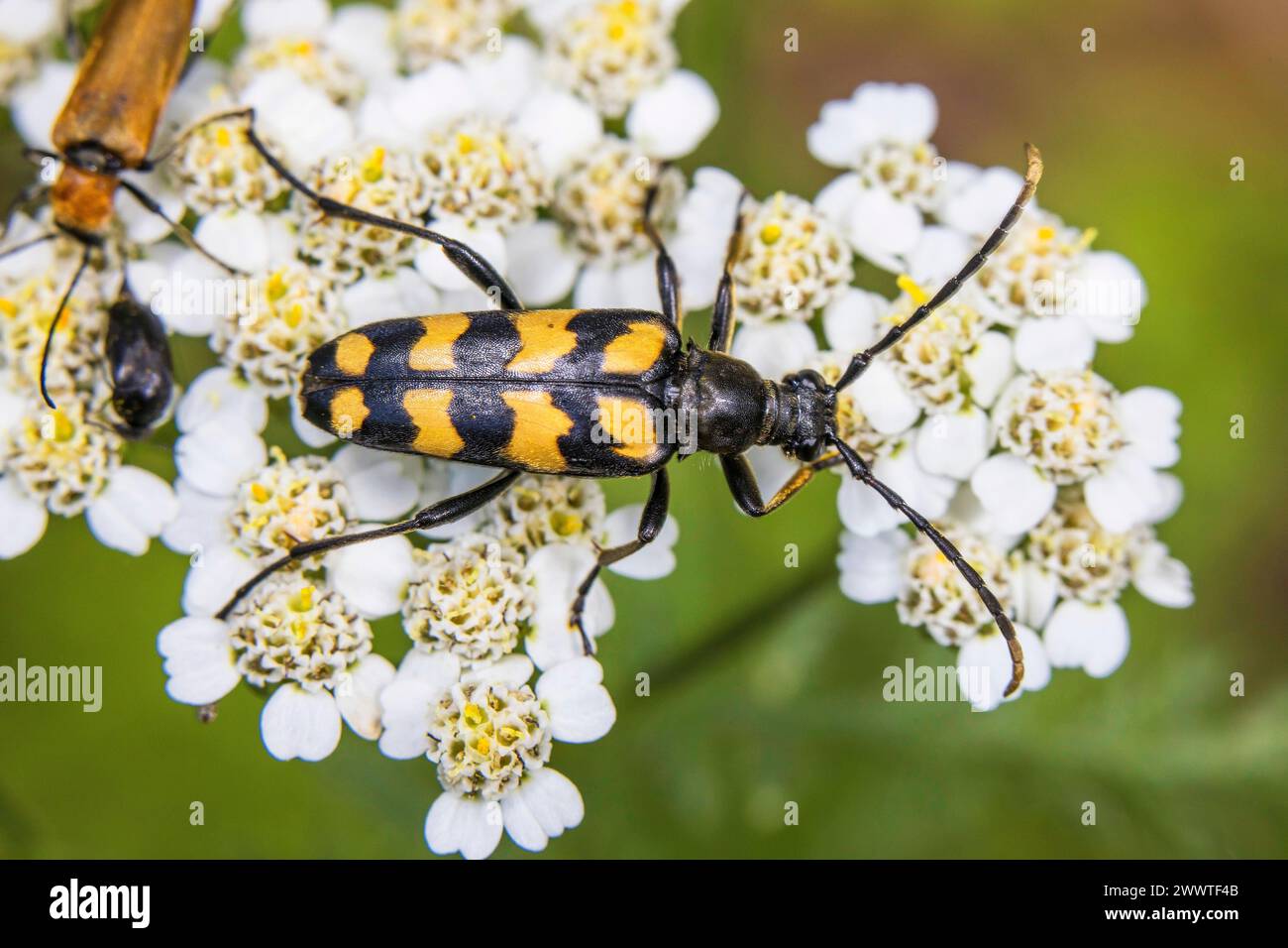 four-banded longhorn beetle (Strangalia quadrifasciata, Leptura ...