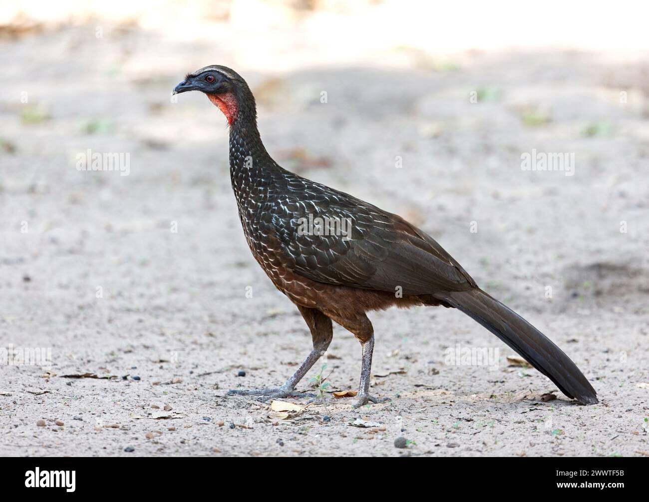 chestnut-bellied guan (Penelope ochrogaster), walking on the gorund ...