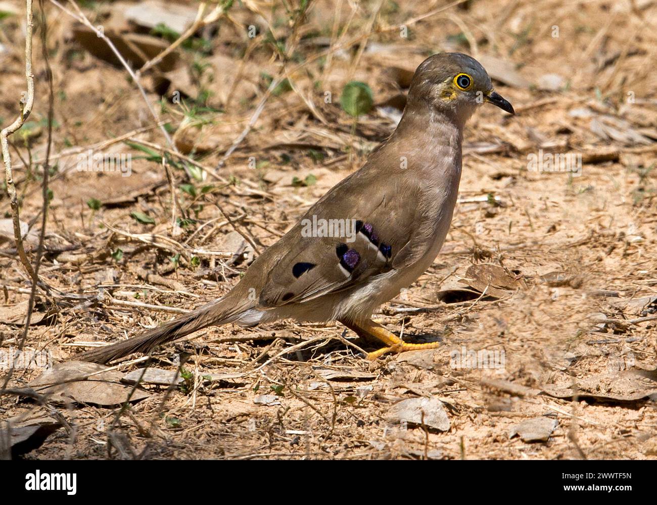 long-tailed ground dove (Uropelia campestris), perching on the ground ...