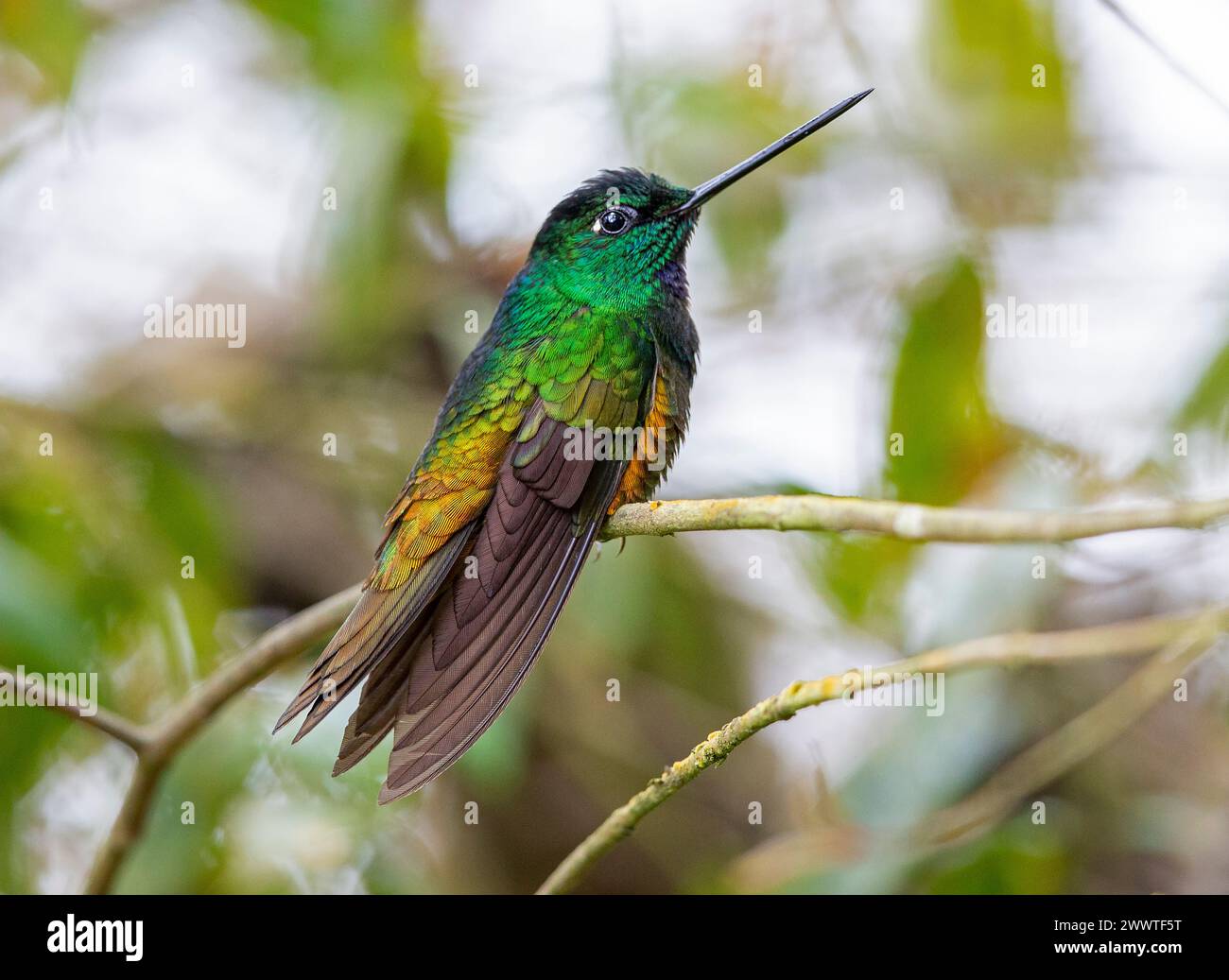 Golden-bellied starfrontlet (Coeligena bonapartei), male perching on a ...
