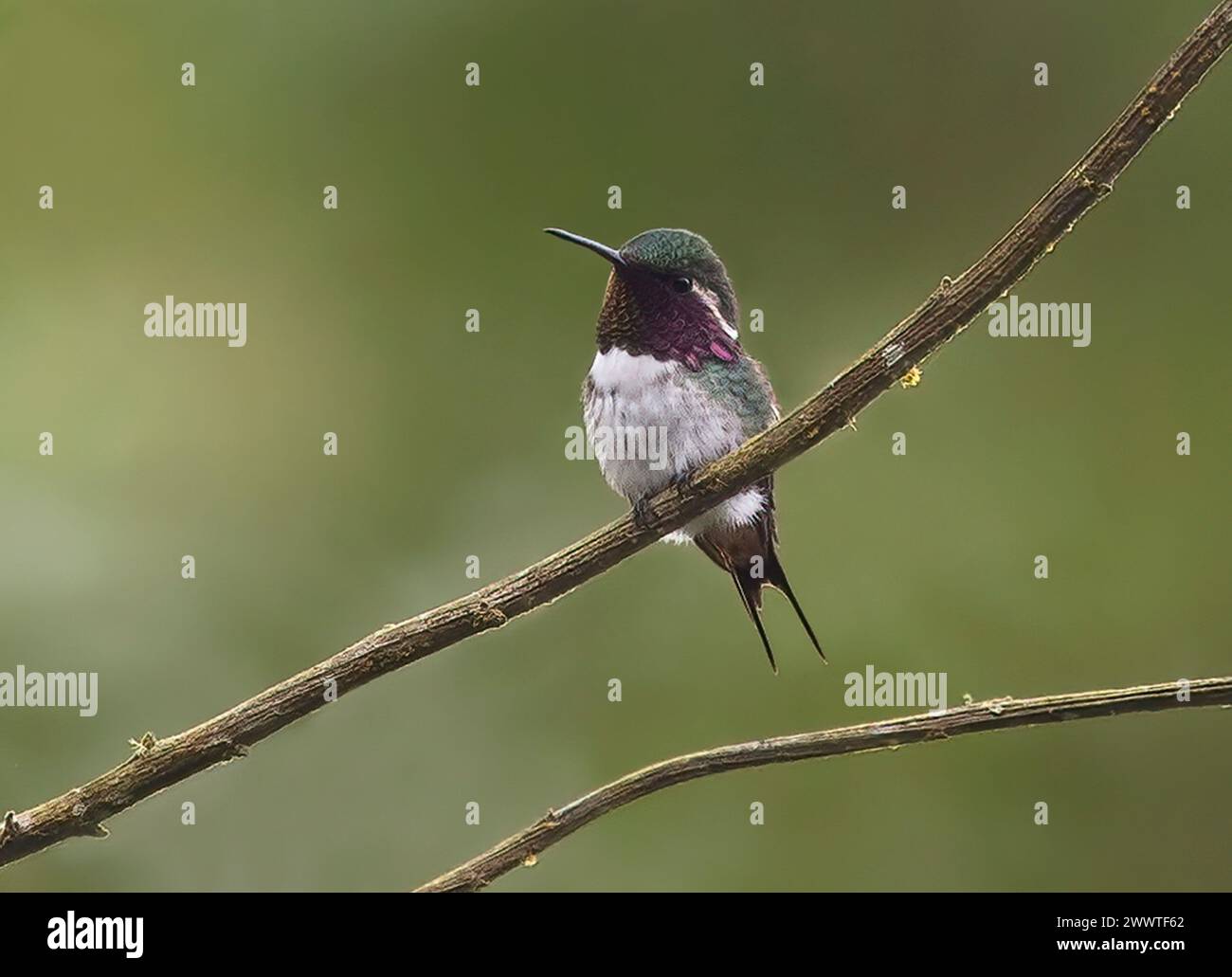 Esmeraldas woodstars hi-res stock photography and images - Alamy