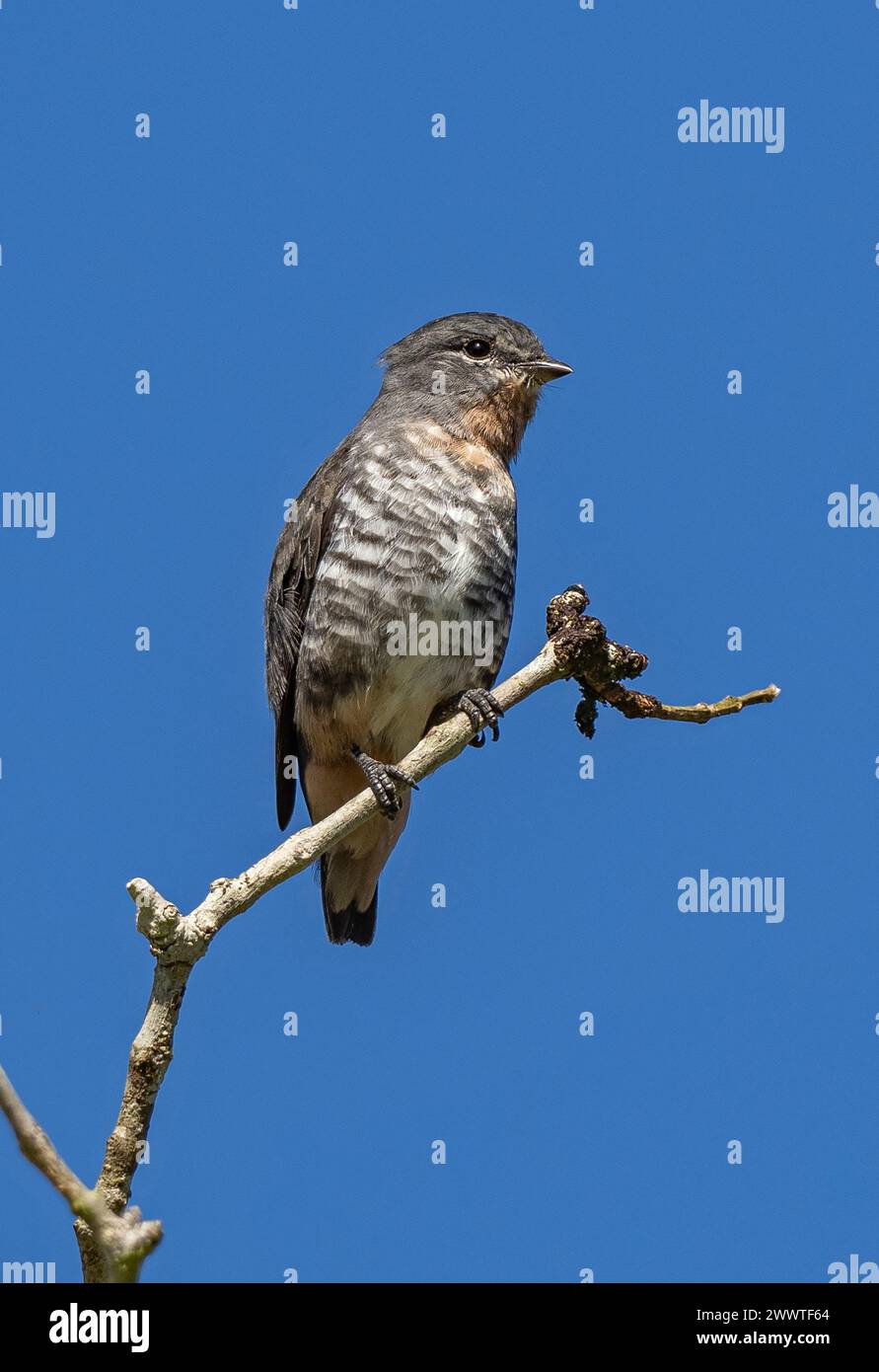 Buff-throated Purpletuft (Iodopleura pipra), sitting on a branch ...