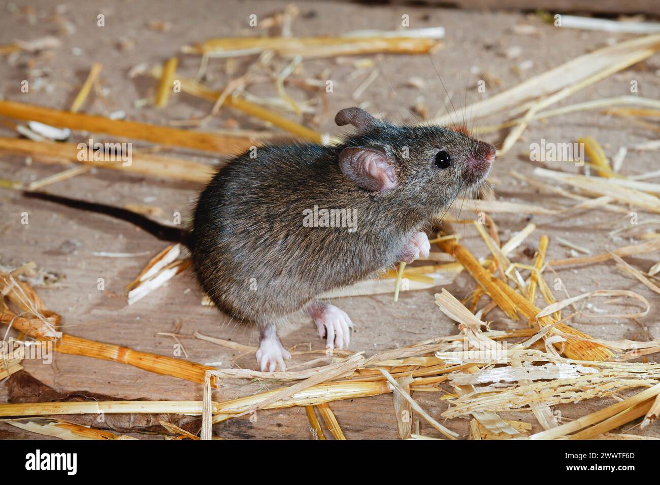 house mouse (Mus musculus), on a wooden floor with straw remains ...