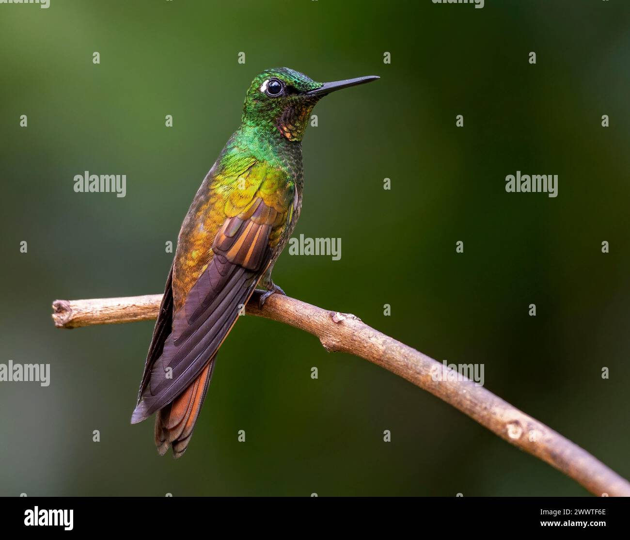 Brazilian rubies hi-res stock photography and images - Alamy