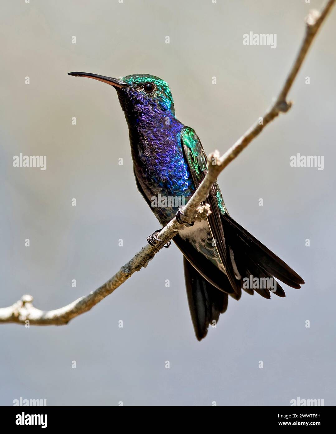 Endangered hummingbirds hi-res stock photography and images - Alamy
