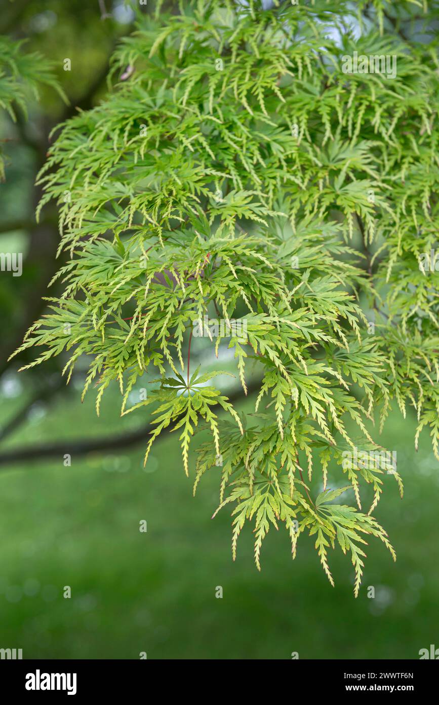 Palmate maple, Smooth Japanese maple (Acer palmatum 'Seiryu', Acer ...