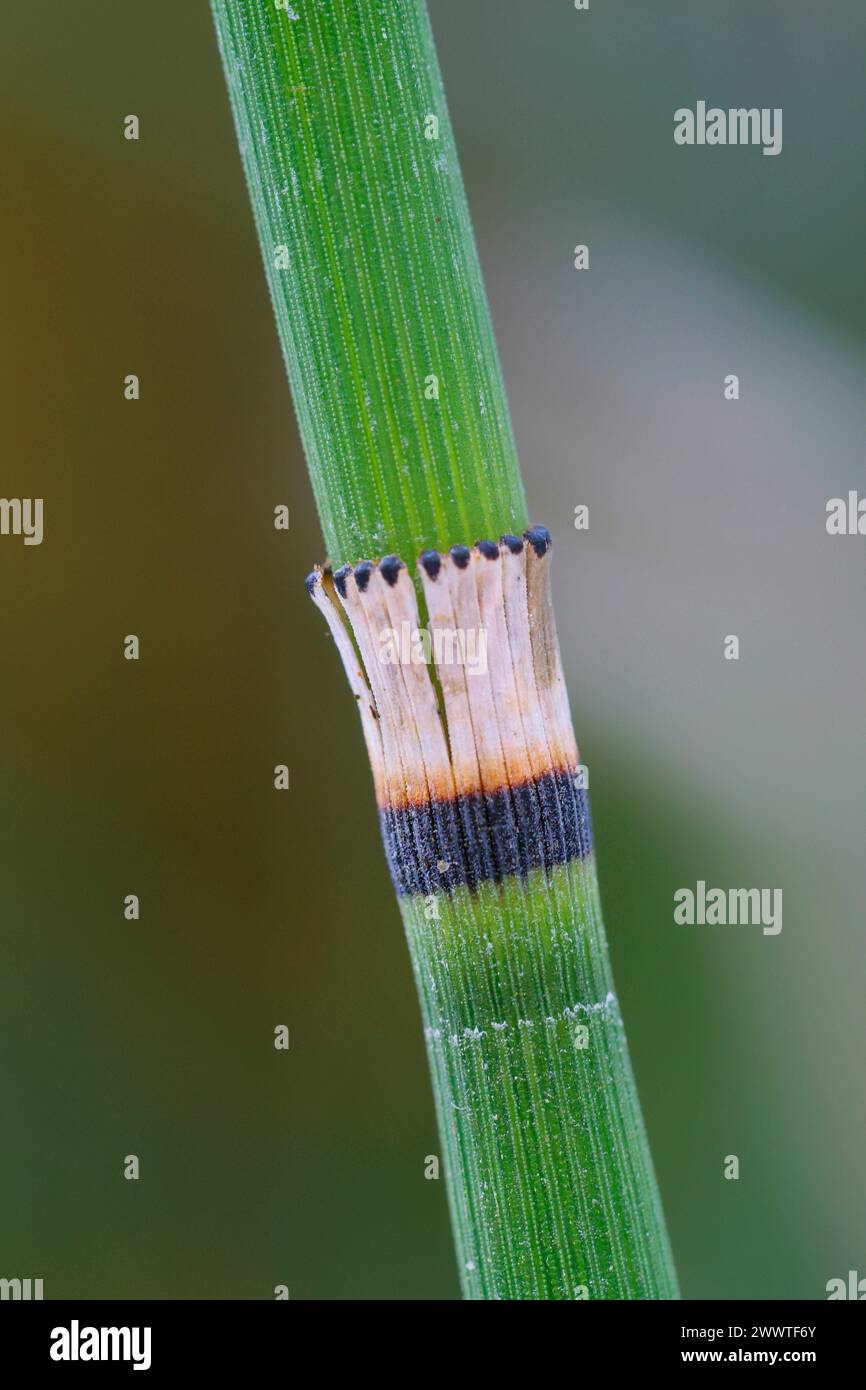 rough horsetail, scouring-rush (Equisetum hyemale), Stem, detail ...