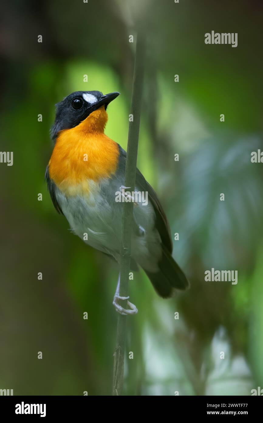 Gabon forest robin, Orange-breasted Forest-Robin (Stiphrornis ...