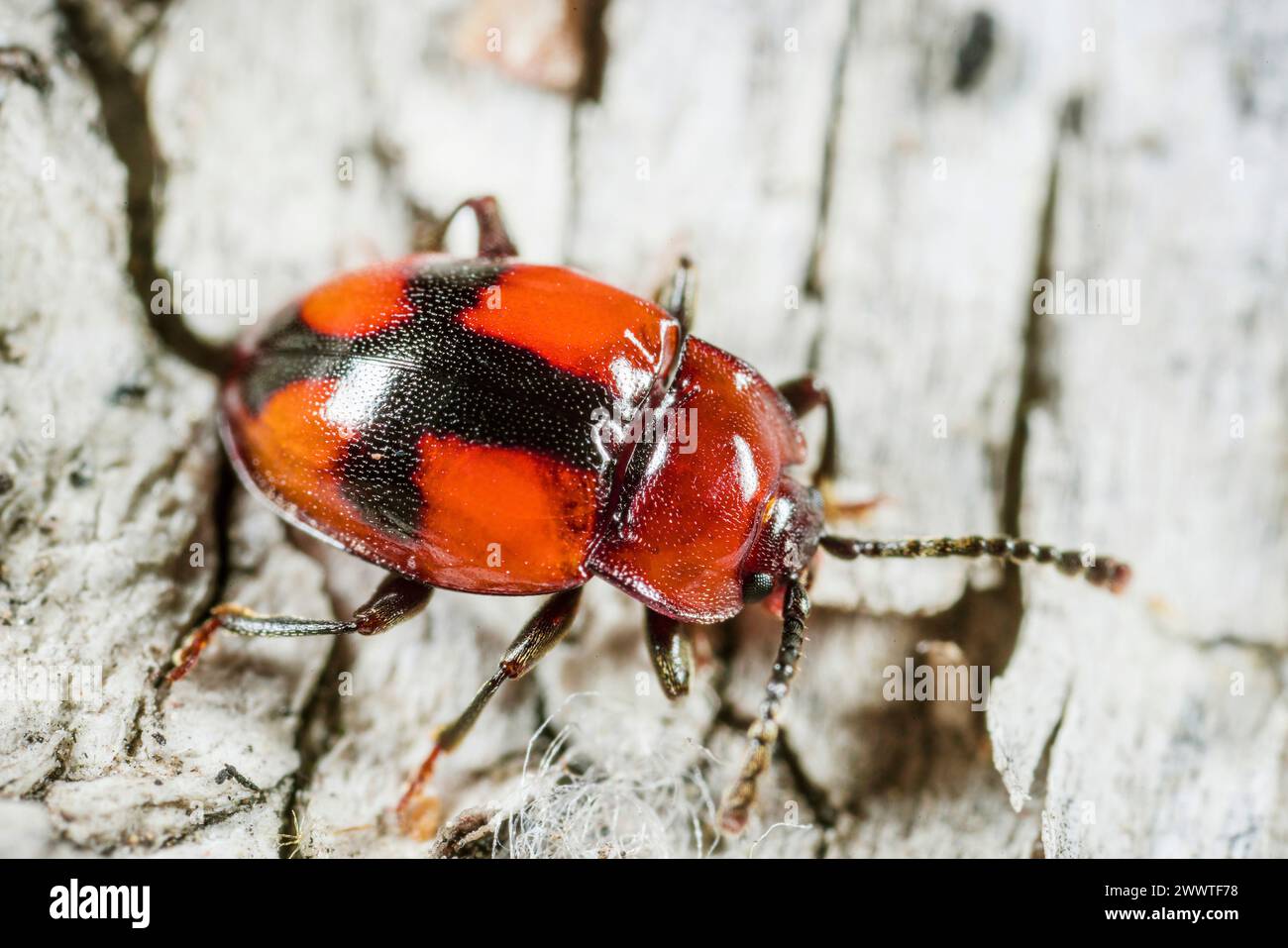 handsome fungus beetle (Mycetina cruciata, Chrysomela cruciata), on ...