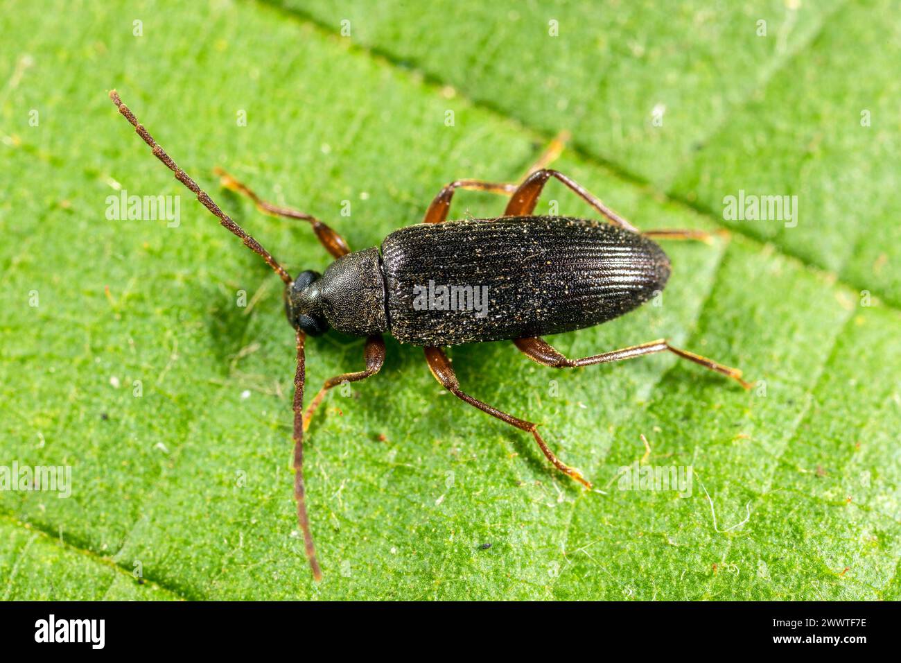 Allecula hi-res stock photography and images - Alamy