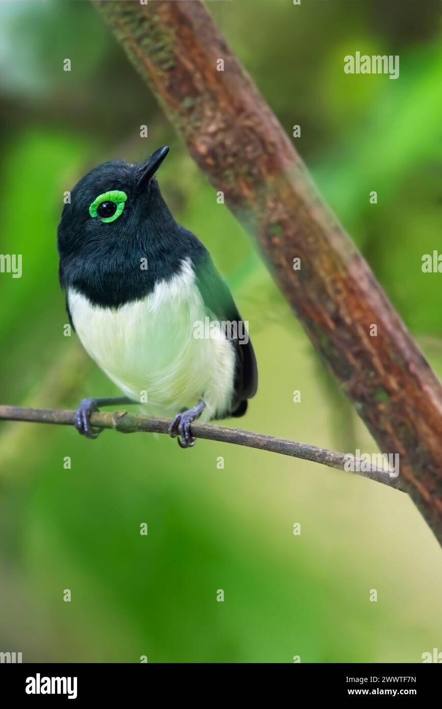 Black-necked wattle-eye, Reichenow's wattle-eye (Platysteira chalybea ...