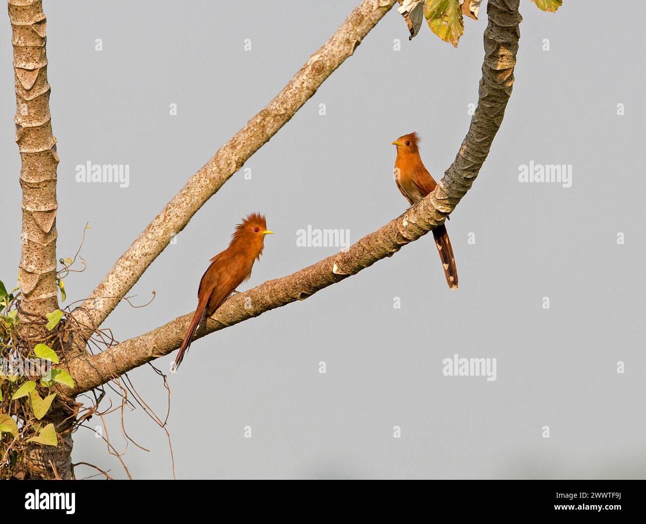 Little Cuckoo (Coccycua minuta), pair perched on a branch, Brazil ...