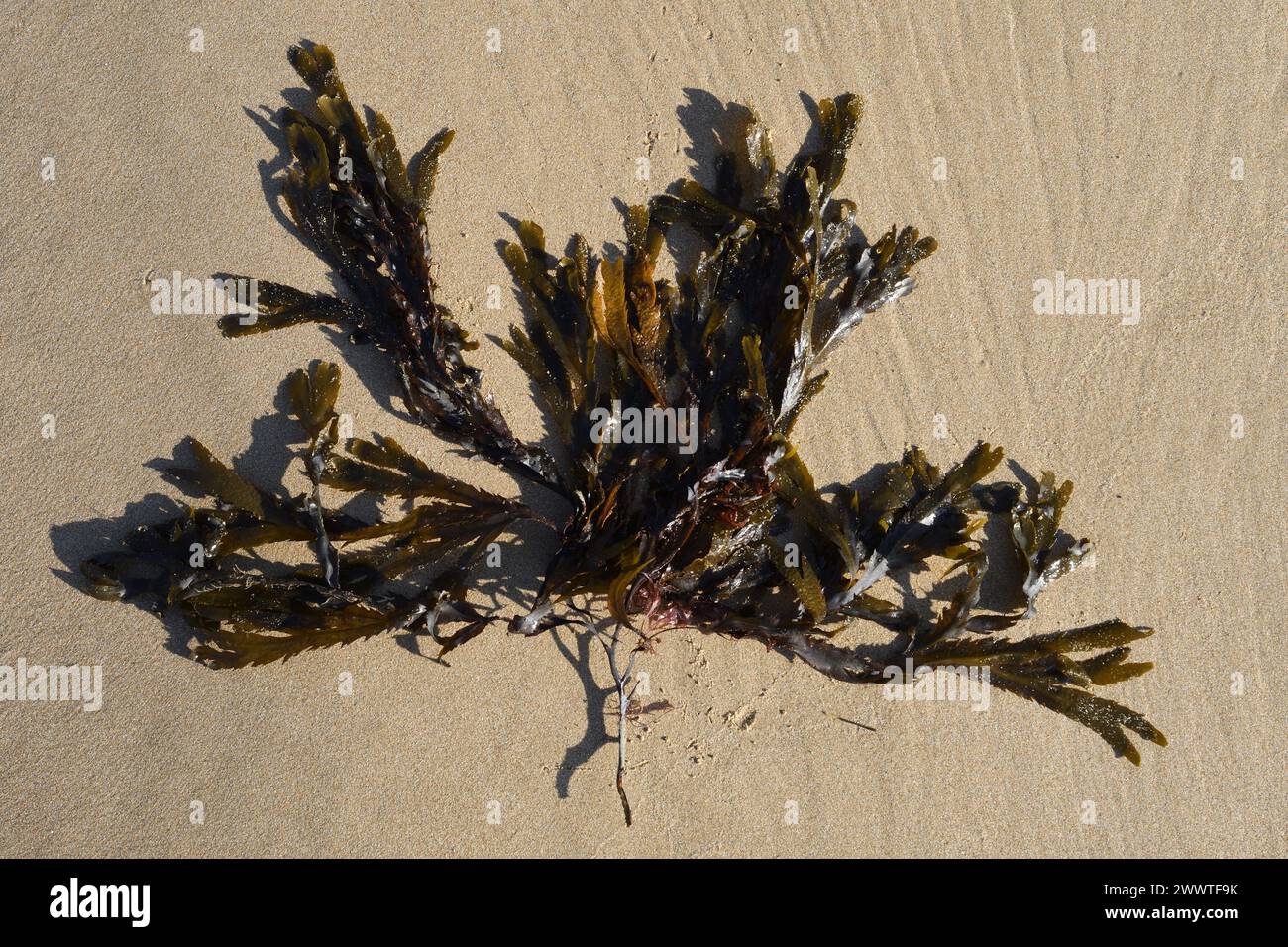 Black wrack, Toothed wrack, Serrated wrack, Saw Wrack (Fucus serratus ...