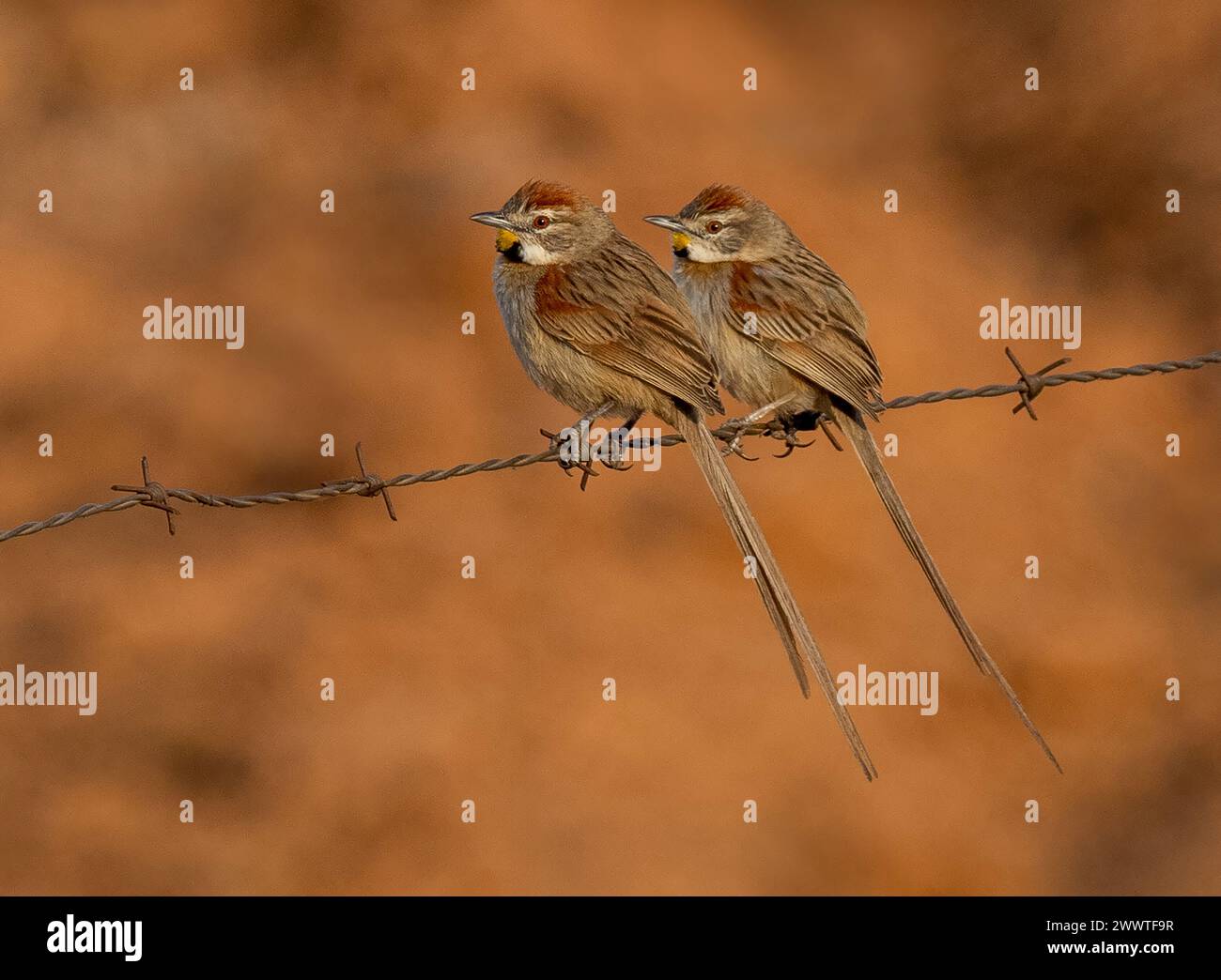 Schoeniophylax phryganophilus hi-res stock photography and images - Alamy