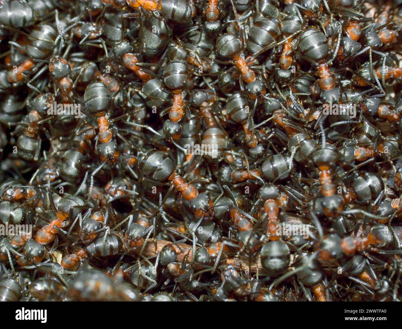 small red wood ant (Formica polyctena), on the anthill, Germany Stock ...