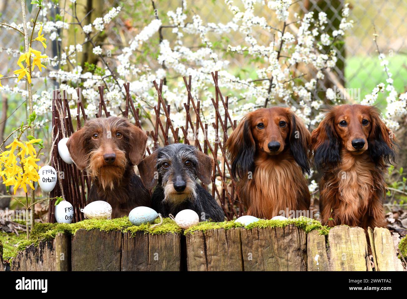 Long-haired Dachshund, Long-haired sausage dog, domestic dog (Canis ...