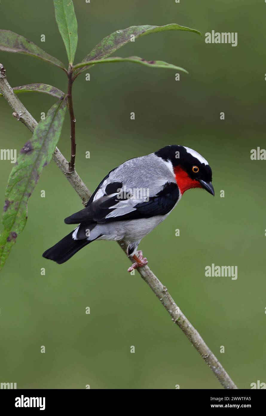 cherry-throated tanager (Nemosia rourei), perched on a branch in ...