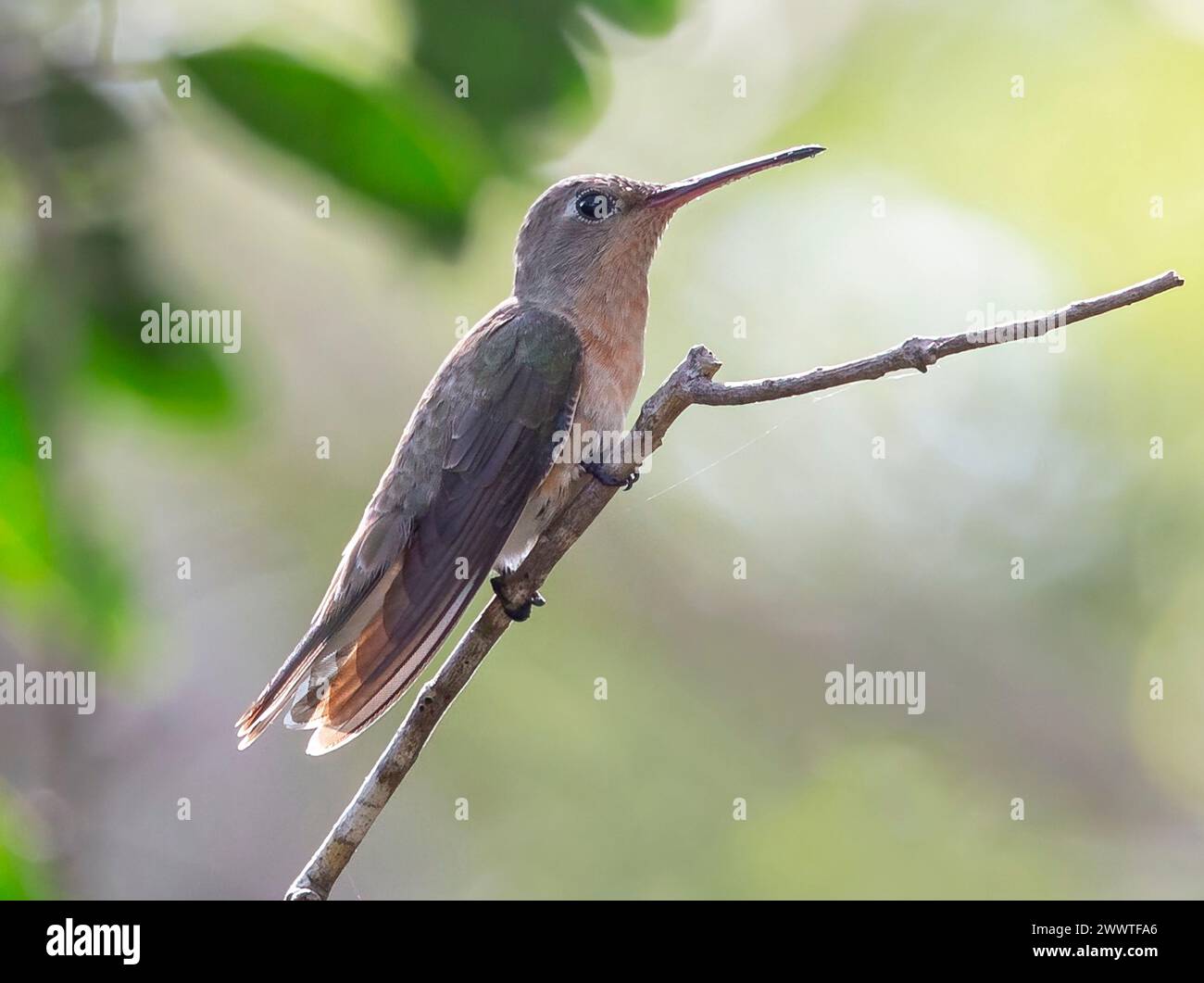 Buffy hummingbird hi-res stock photography and images - Alamy