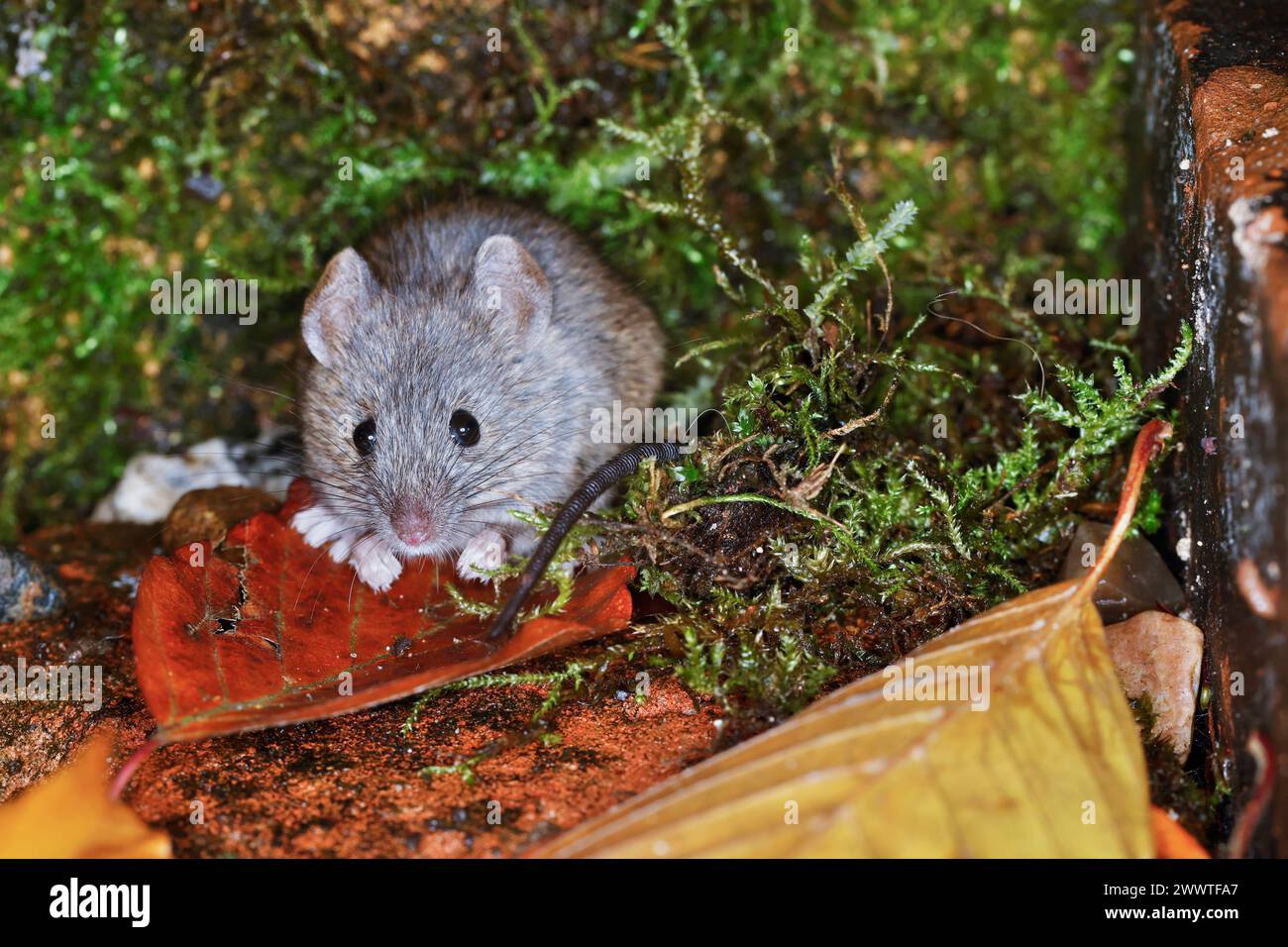 house mouse (Mus musculus), on moss and autumn leaves, Germany Stock ...