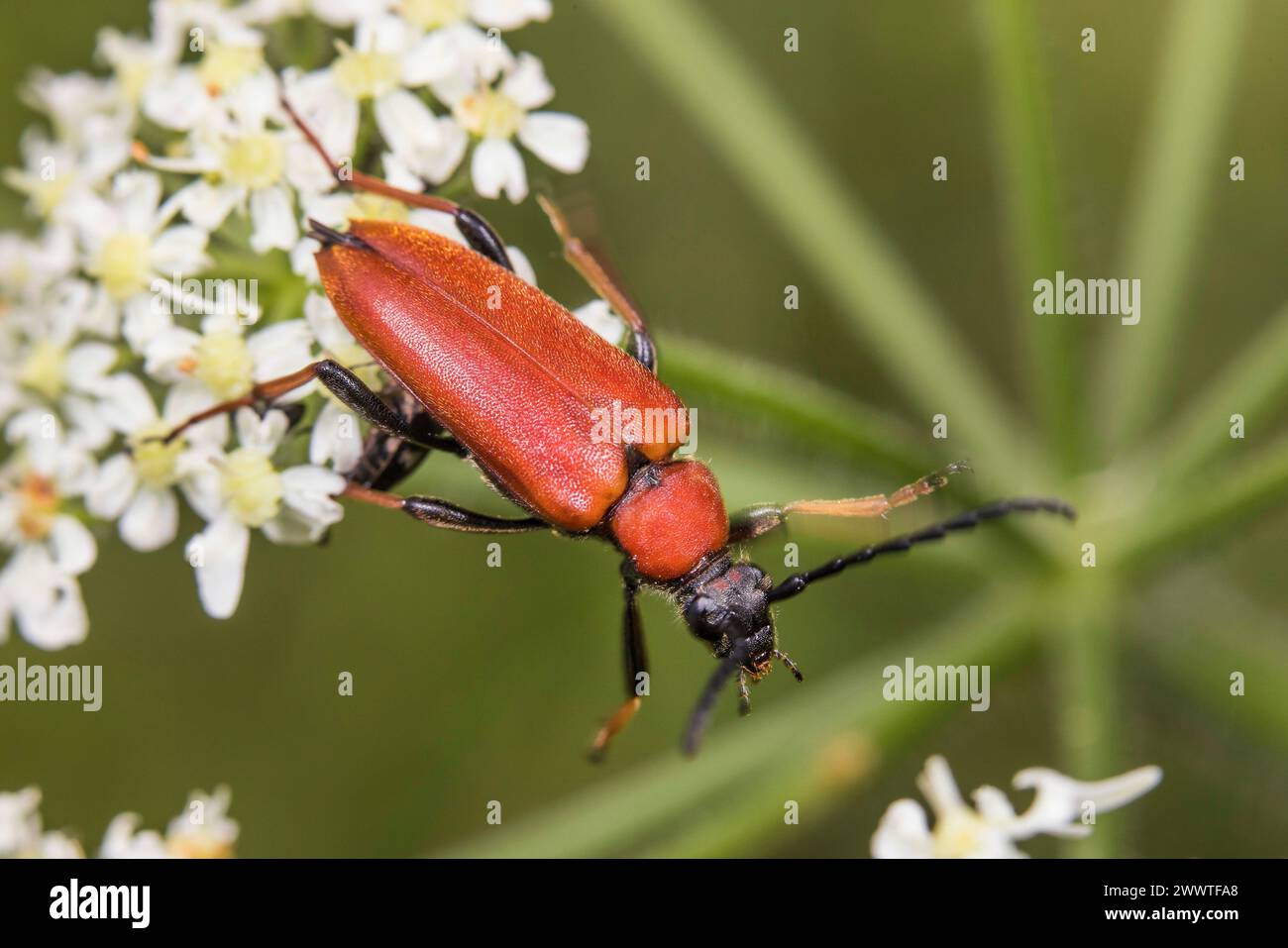 Red Longhorn Beetle (Anoplodera rubra, Stictoleptura rubra, Leptura ...