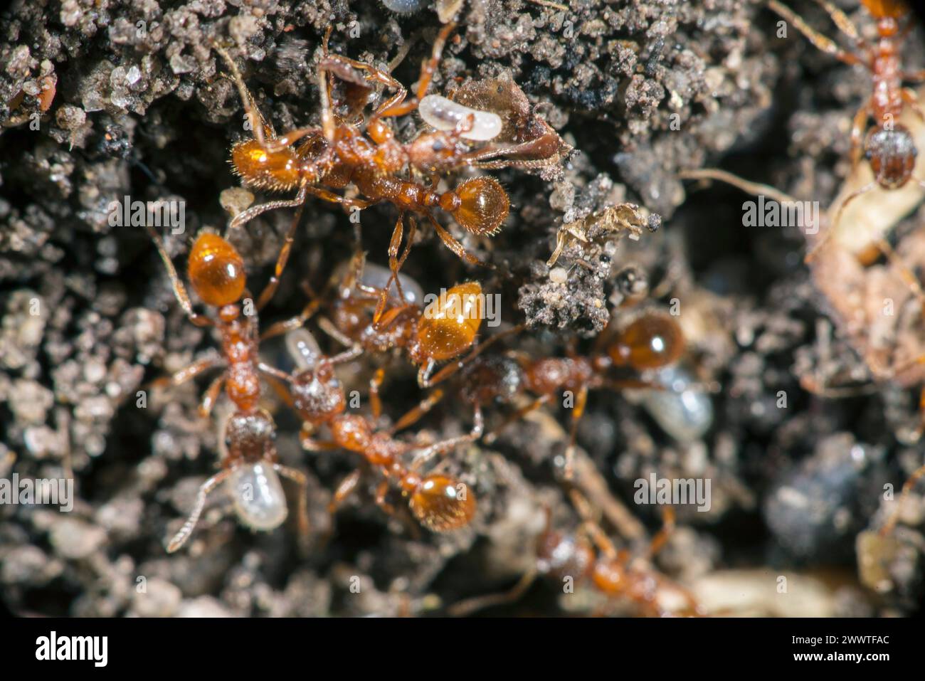 red myrmicine ant, red ant, common red ant (Myrmica rubra), busy ...
