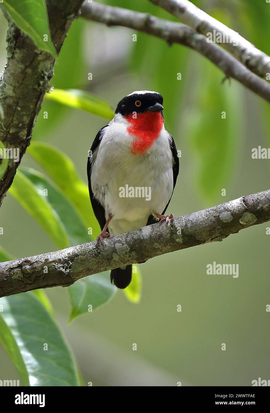 cherry-throated tanager (Nemosia rourei), perched on a branch in ...