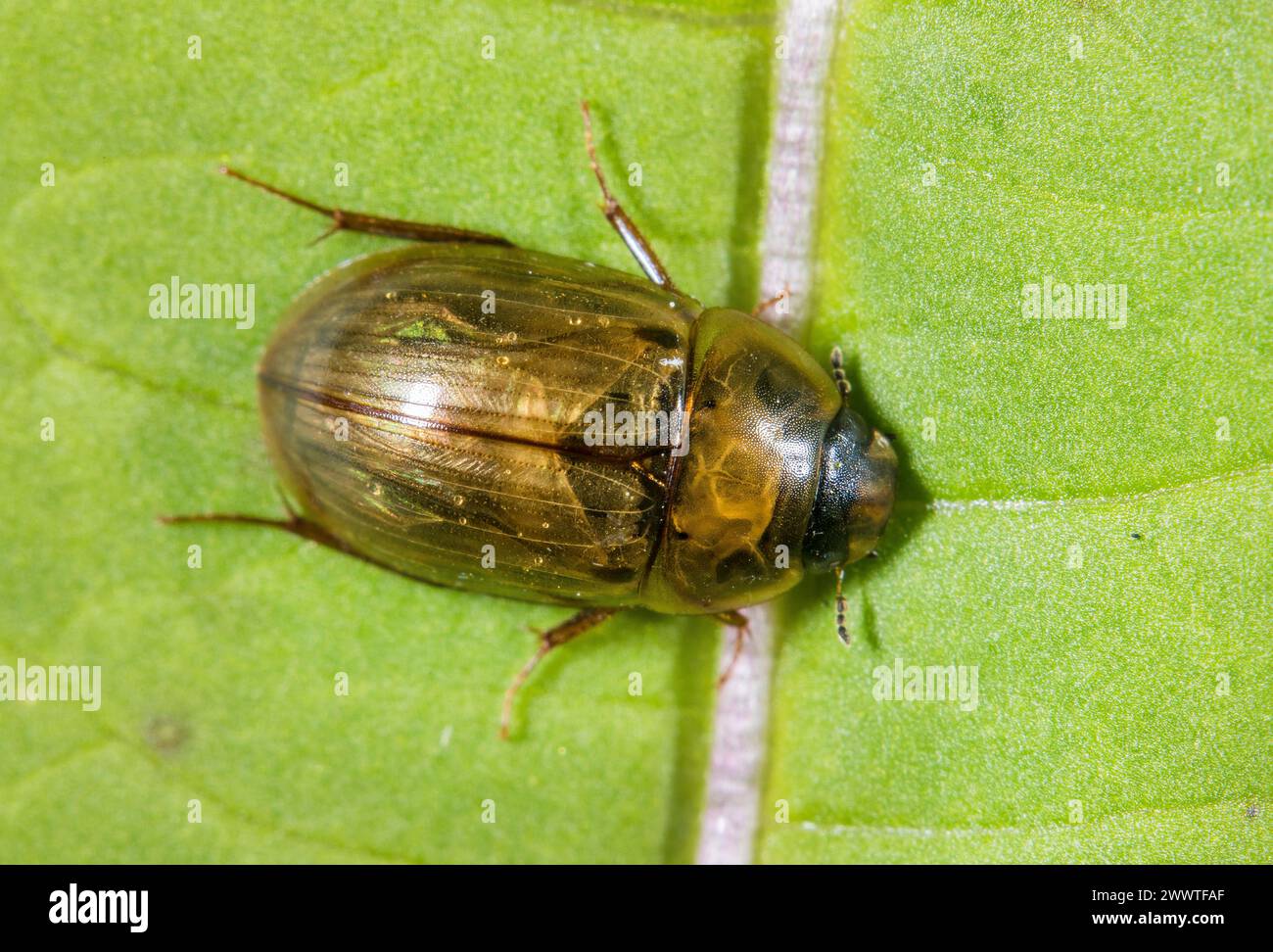 water scavenger beetle (Enochrus testaceus), top view, Germany Stock ...