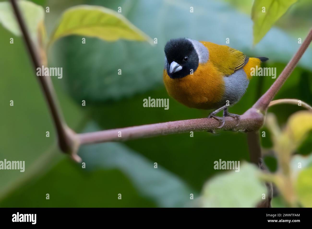 Fernando po olivebacks hi-res stock photography and images - Alamy