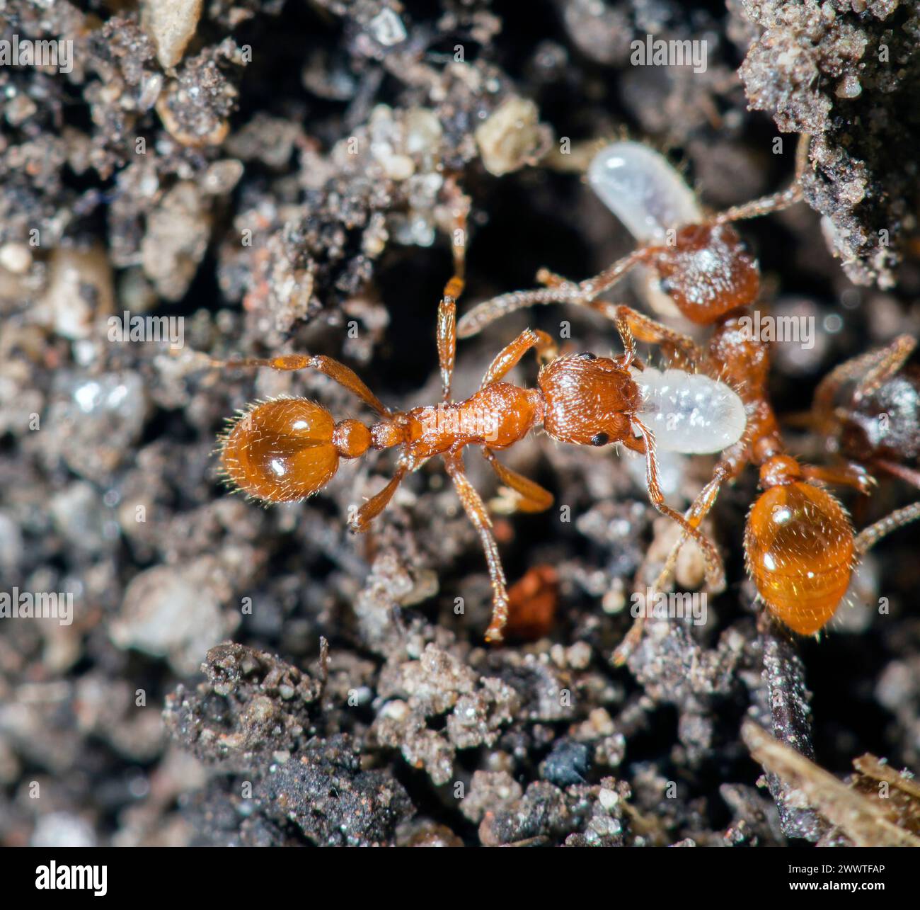 red myrmicine ant, red ant, common red ant (Myrmica rubra), two ants ...