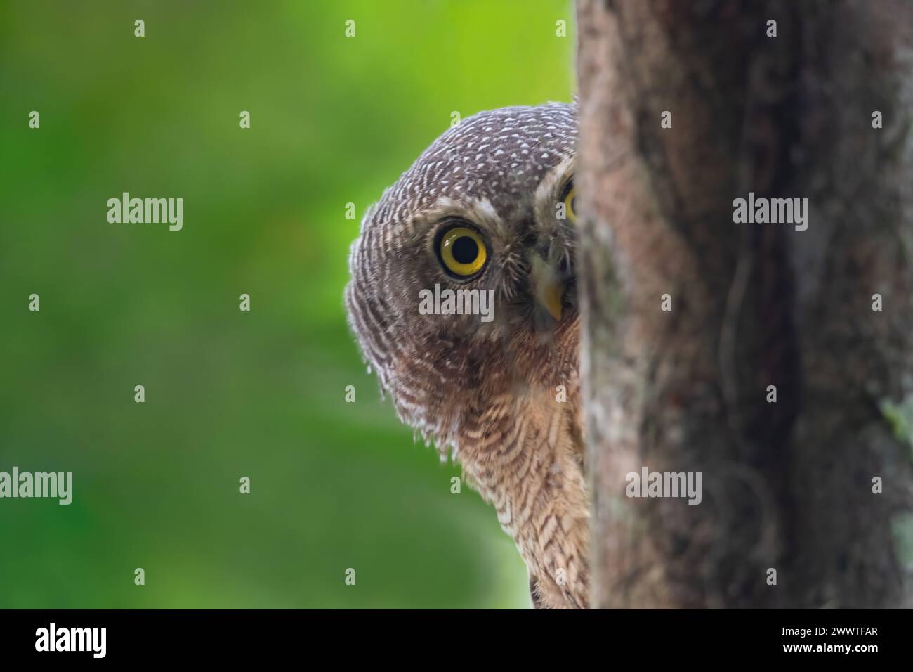 Lechuza tropical hi-res stock photography and images - Alamy