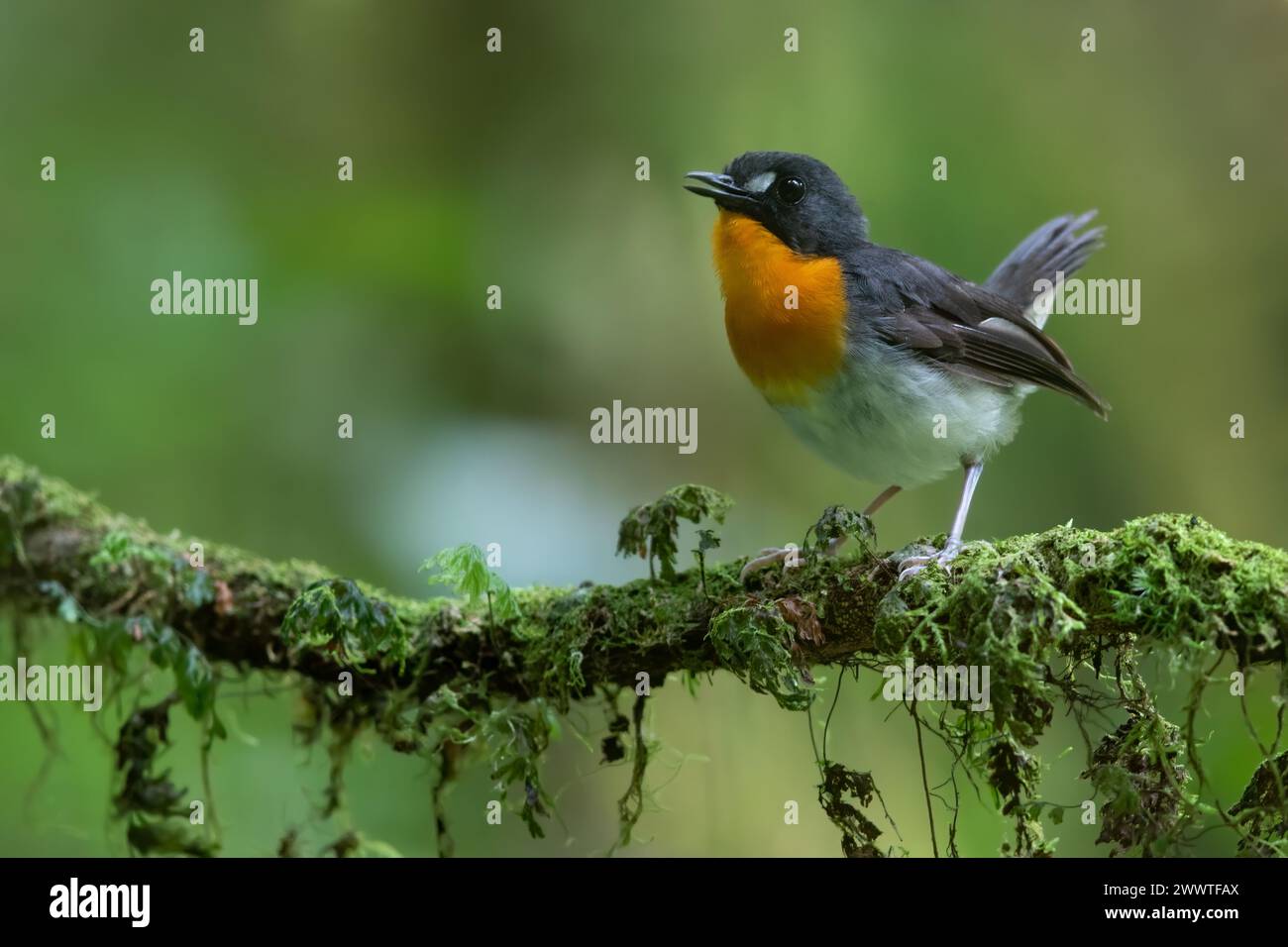 Orange breasted forest robins hi-res stock photography and images - Alamy