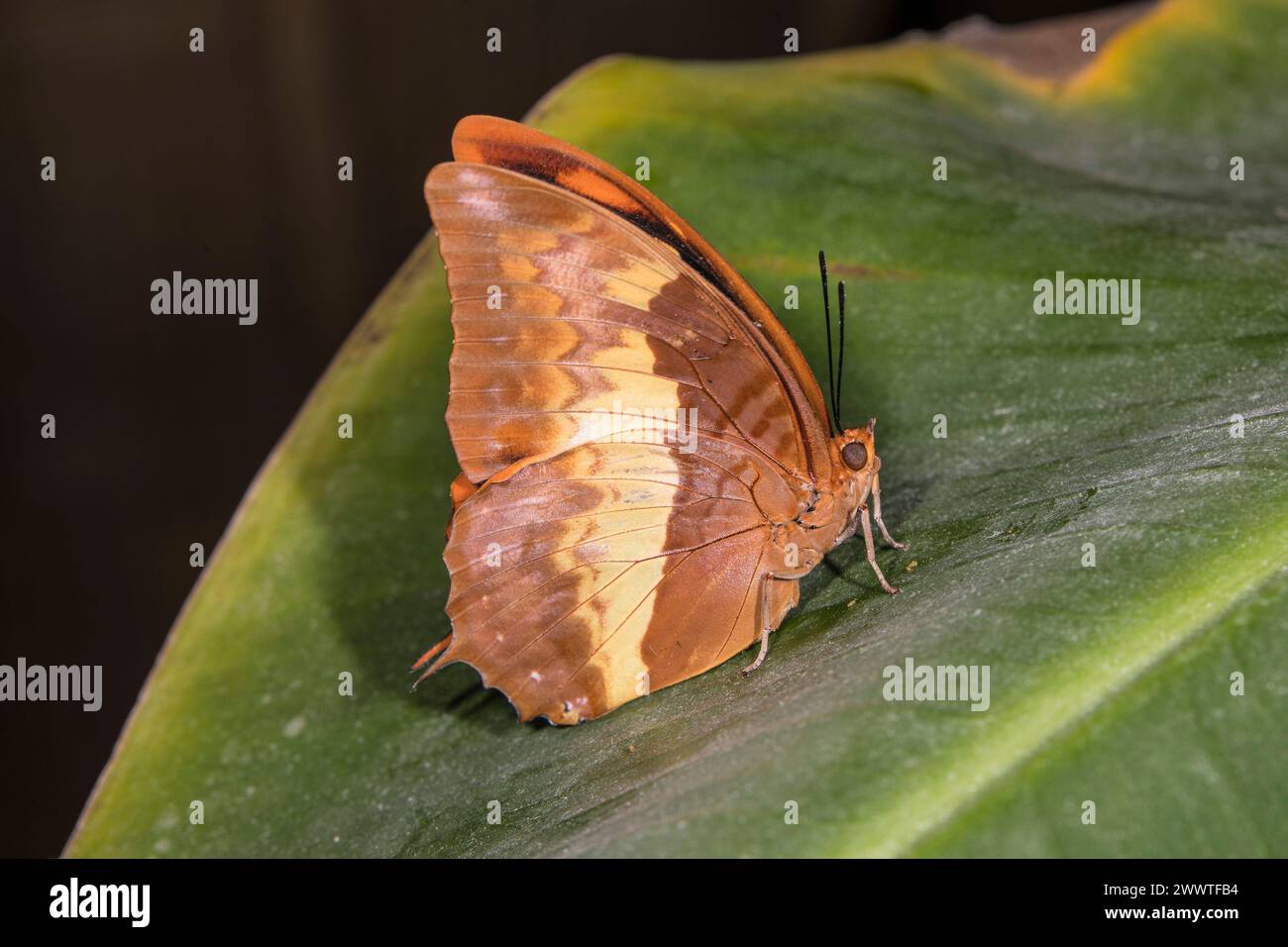Flame-bordered emperor, Flame-bordered charaxes (Charaxes protoclea ...