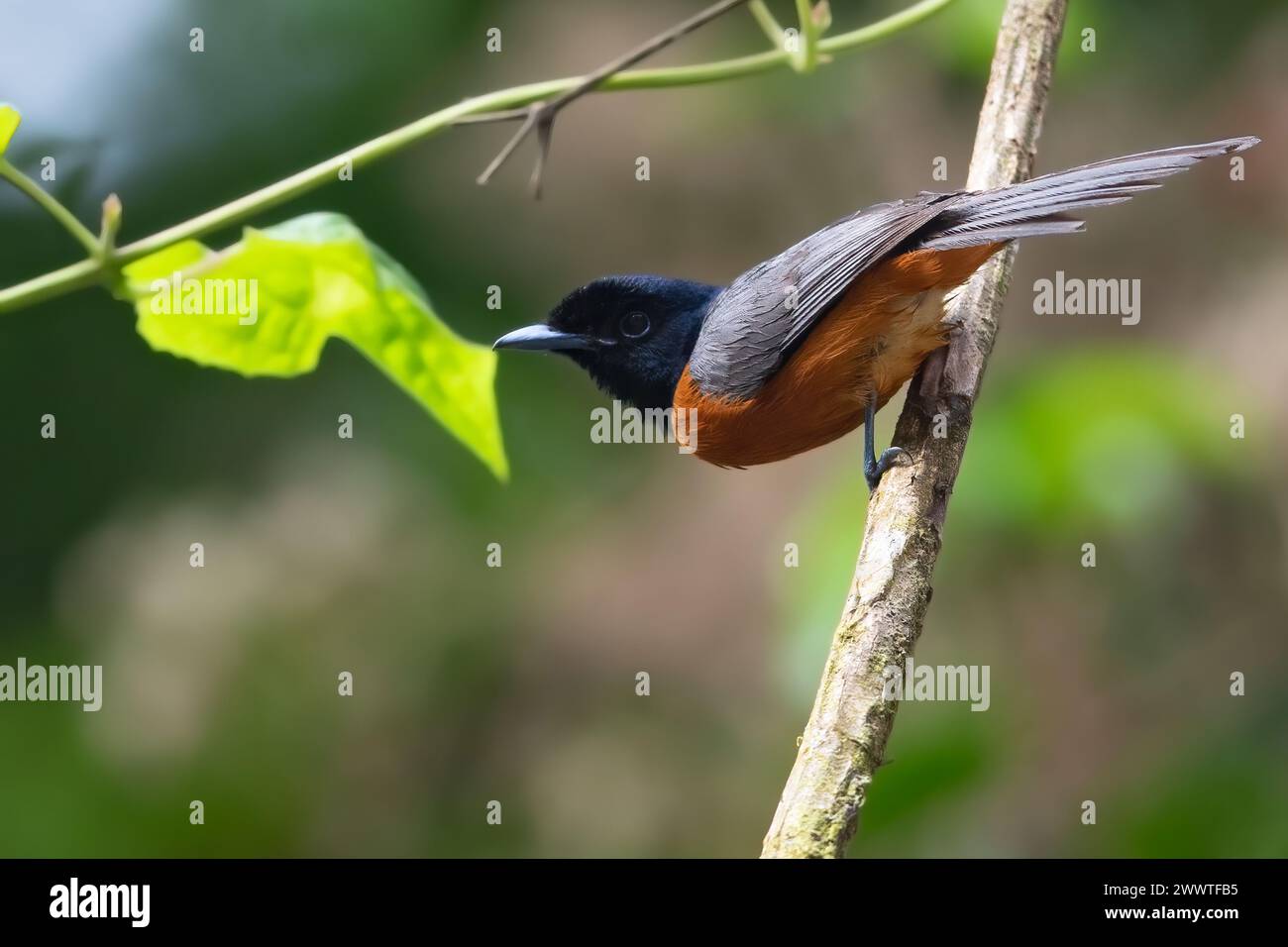 red-bellied paradise flycatcher (Terpsiphone rufiventer), sitting on a ...