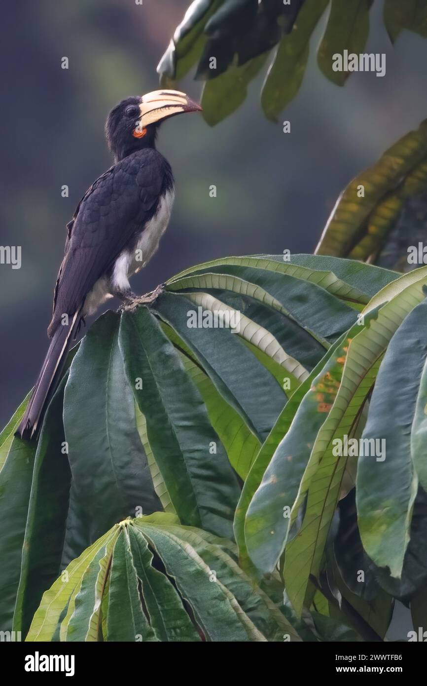 Congo pied hornbills hi-res stock photography and images - Alamy