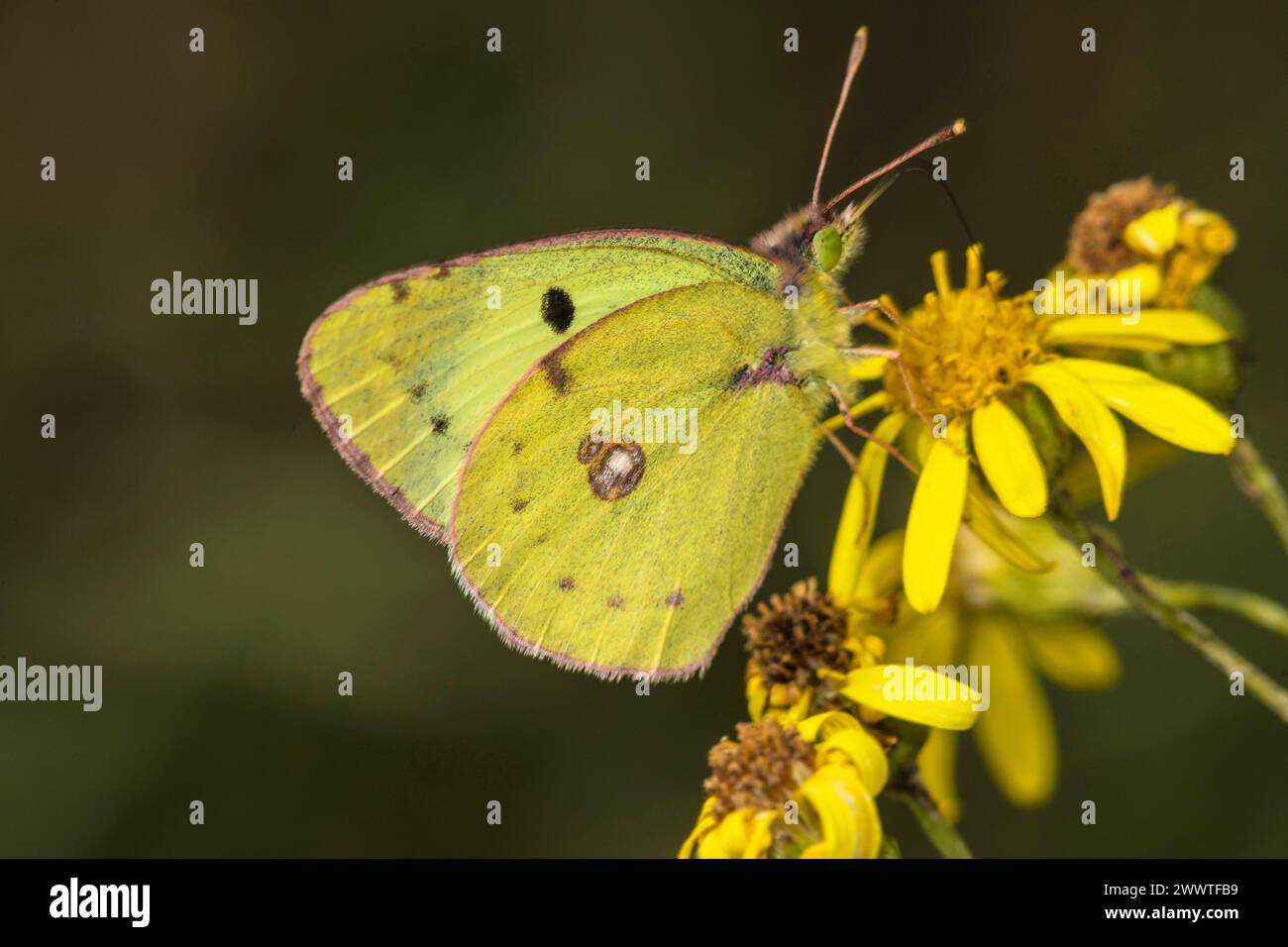 Berger's clouded yellow (Colias australis, Colias alfacariensis), sits ...