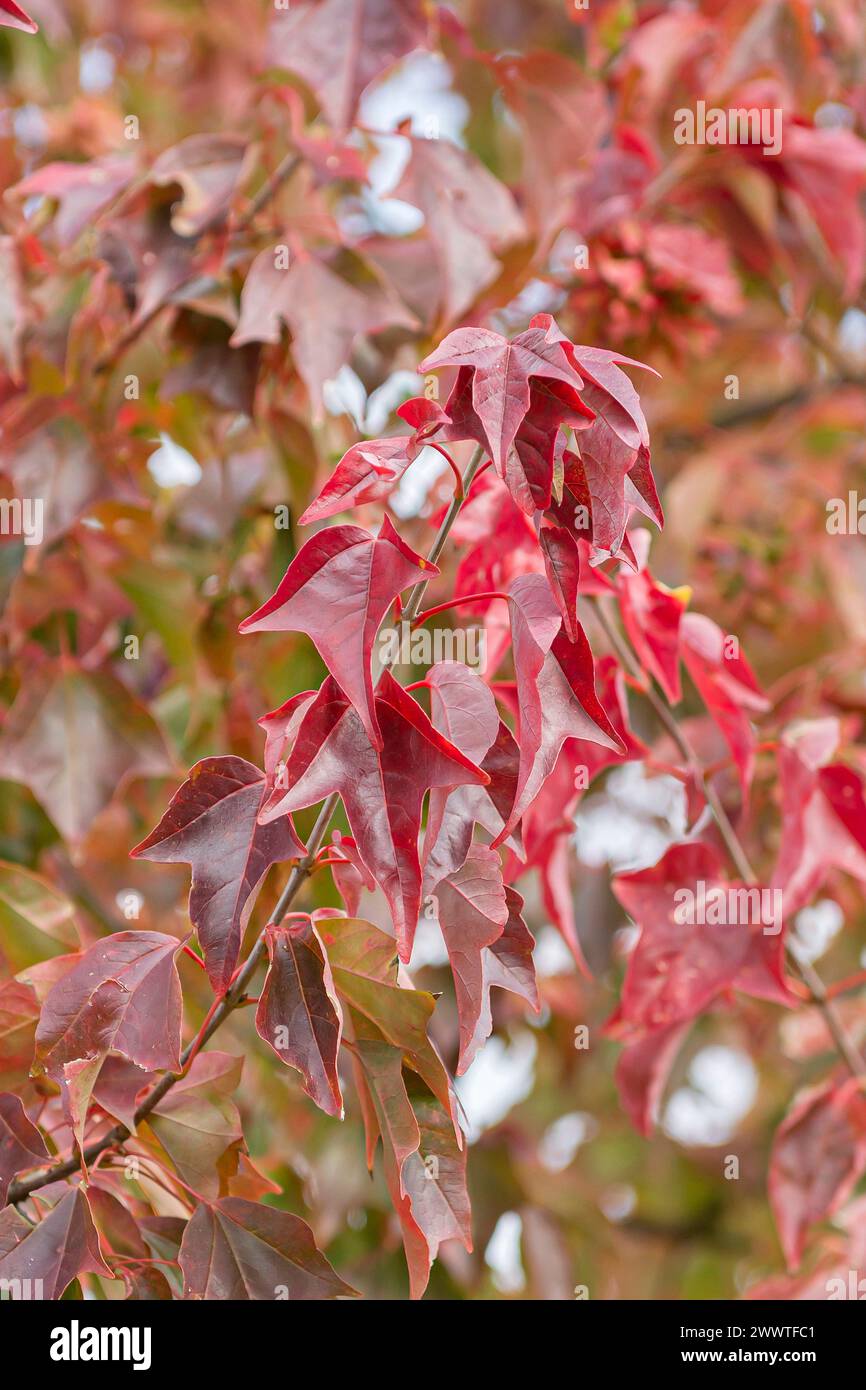 Trident maple three toothed maple hi-res stock photography and images ...