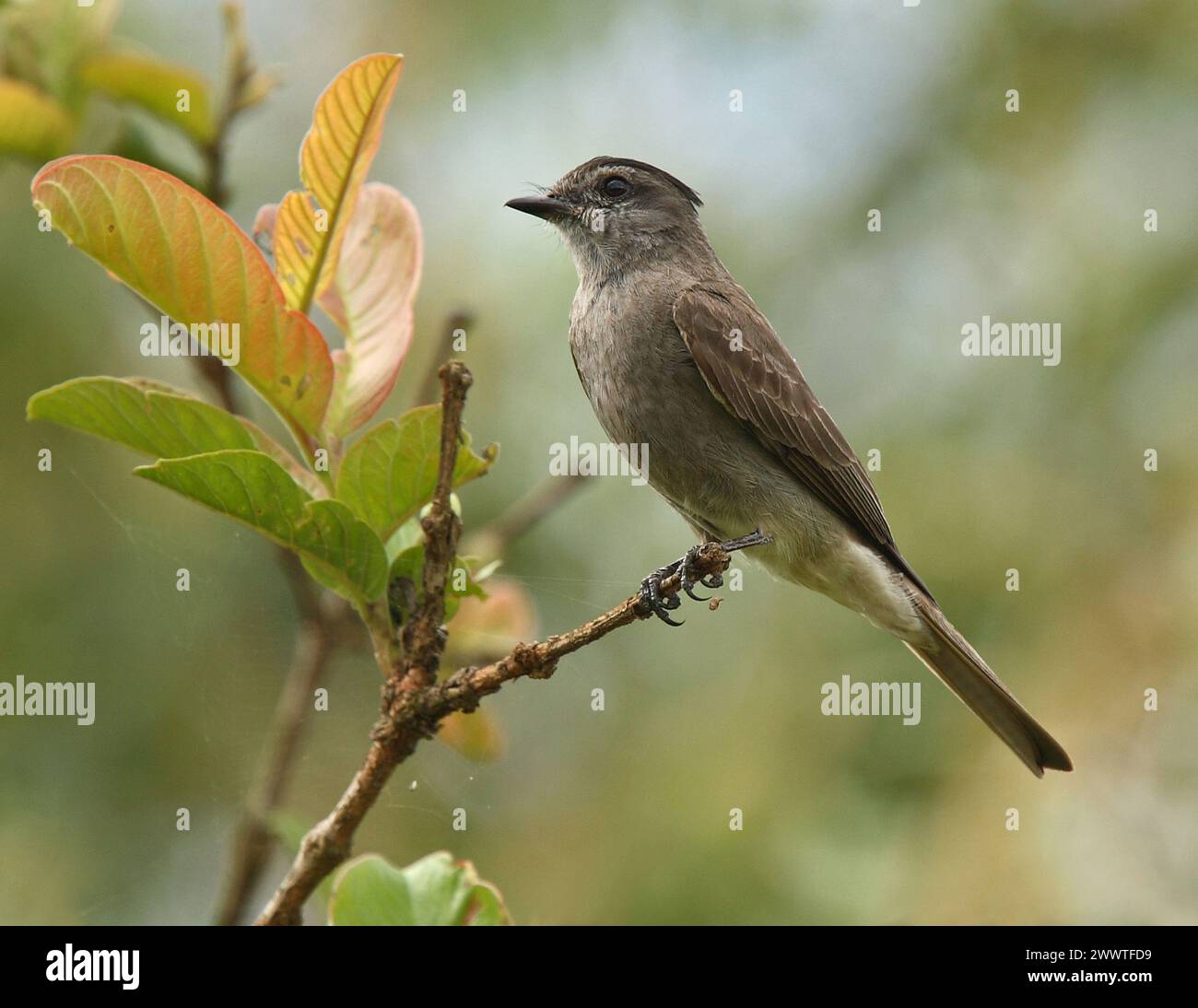 Crowned Slaty Flycatcher (Griseotyrannus aurantioatrocristatus ...