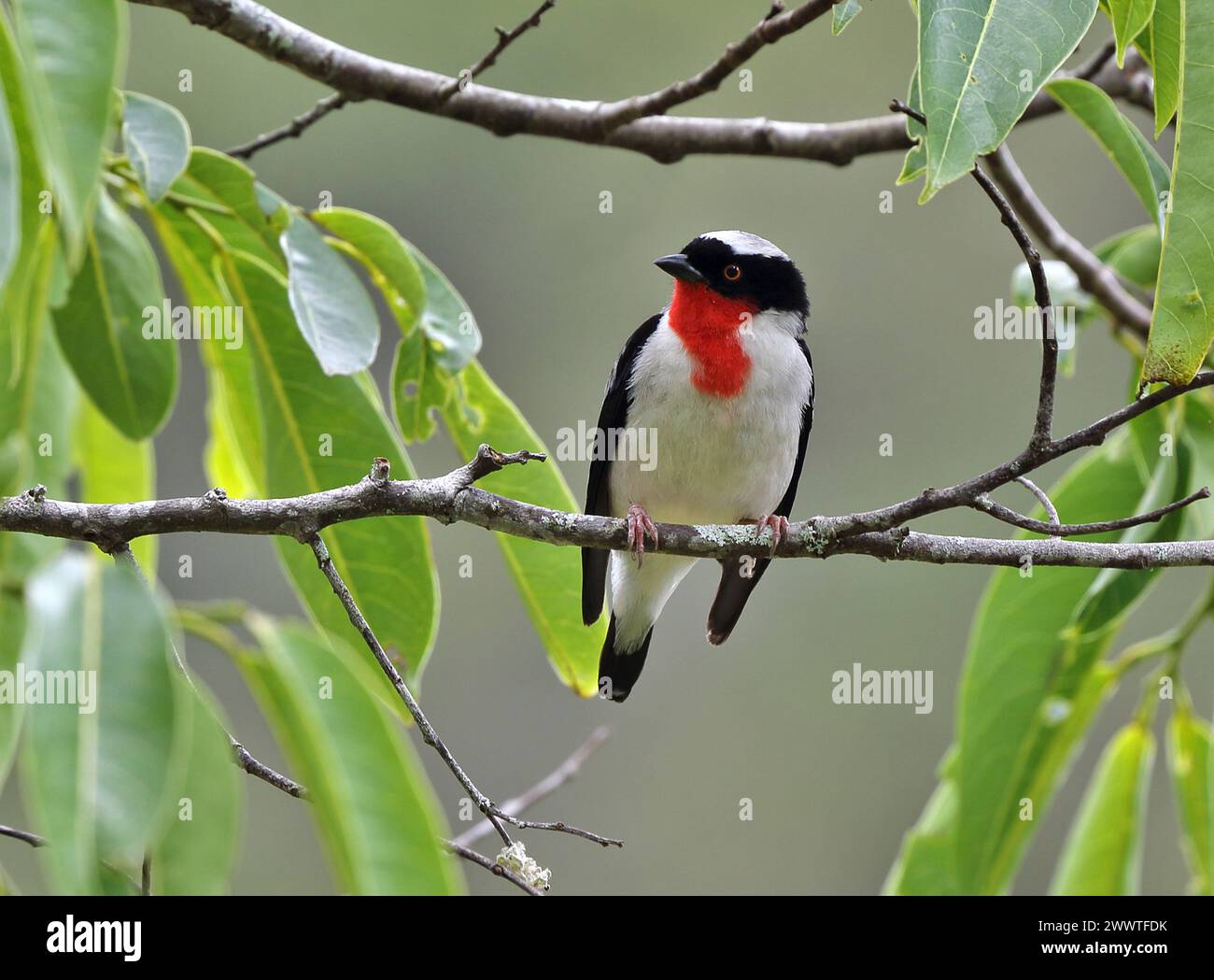 cherry-throated tanager (Nemosia rourei), perched on a branch in ...