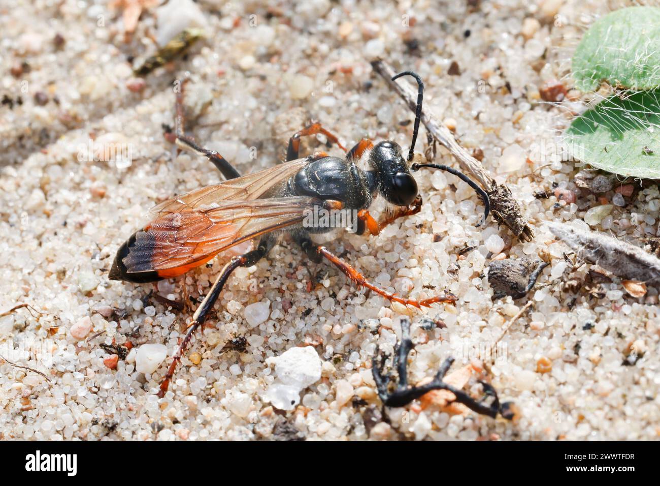 Golden Digger Wasp (Sphex funerarius, Sphex rufocinetus, Sphex ...