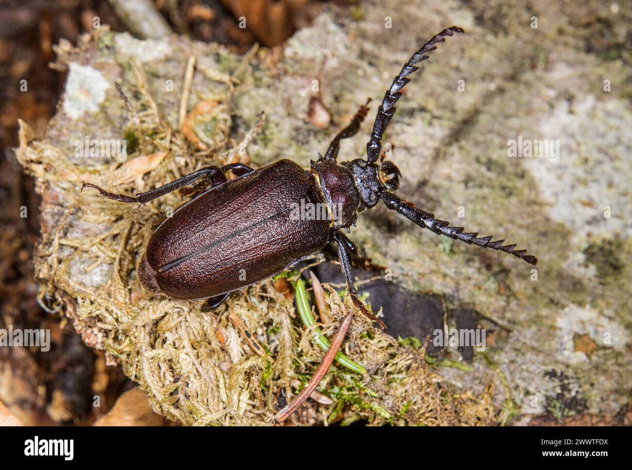 Prionus longhorn beetle, Greater British longhorn, The tanner, The ...