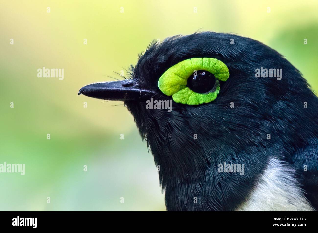 Black-necked wattle-eye, Reichenow's wattle-eye (Platysteira chalybea ...