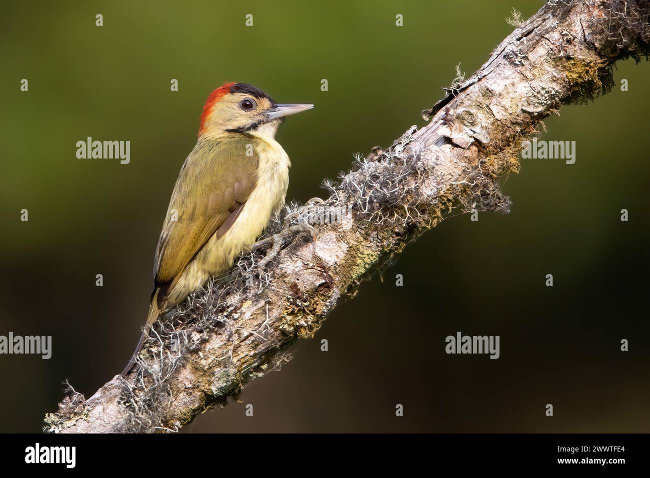 Elliot's woodpecker, Johnston's Elliot's Woodpecker (Dendropicos ...