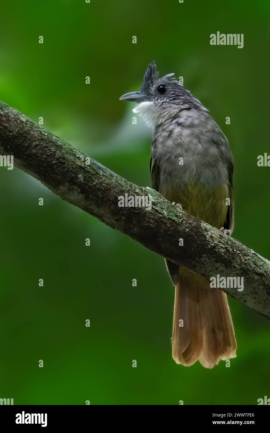 Eastern bearded greenbul (Criniger chloronotus), perched on a branch in ...