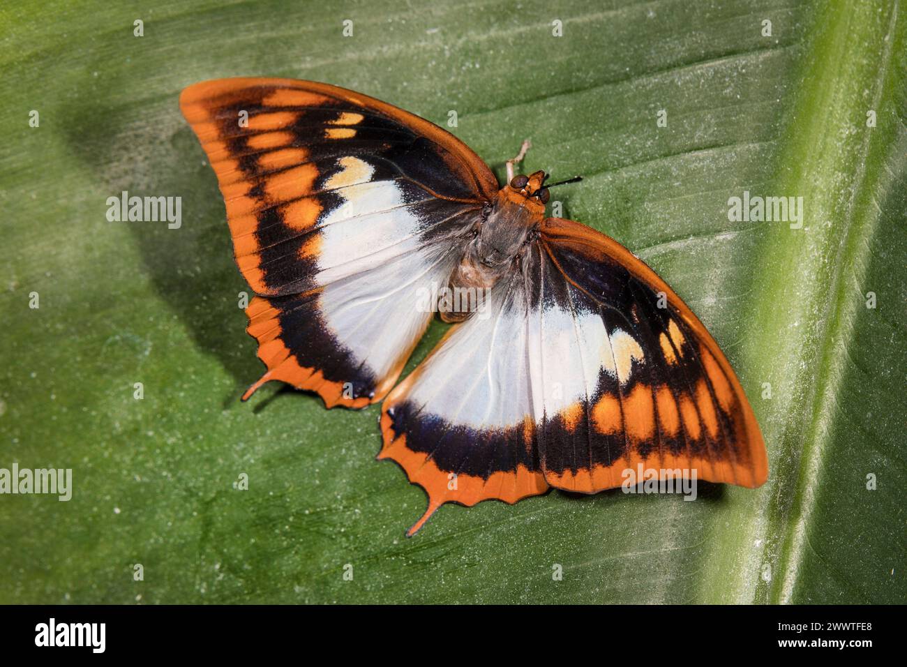 Flame-bordered emperor, Flame-bordered charaxes (Charaxes protoclea ...