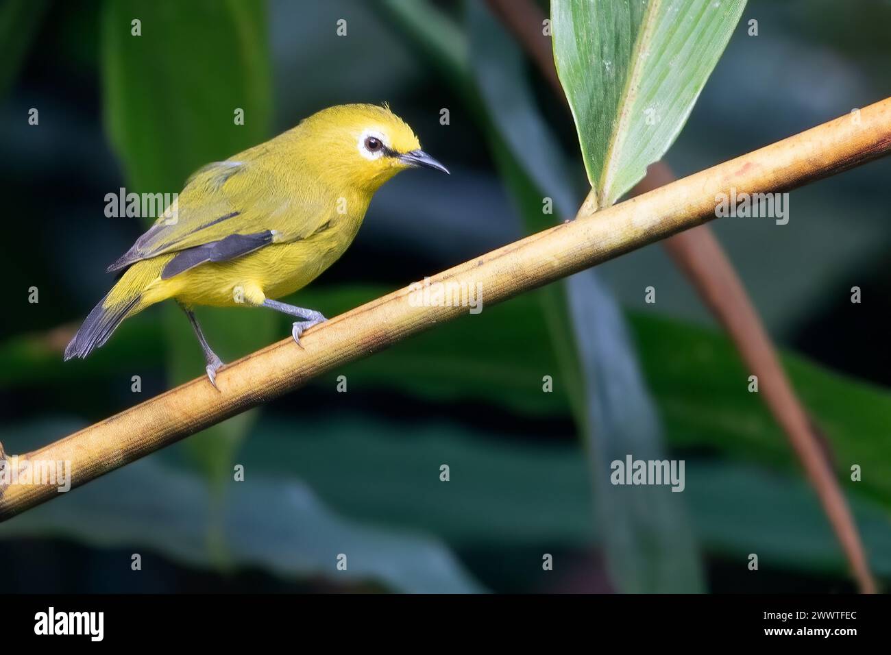 African yellow white-eye (Zosterops senegalensis), sitting on a branch ...